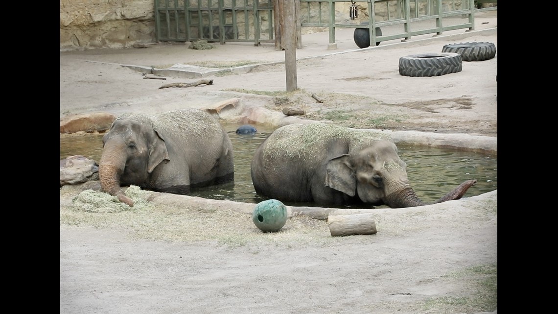 Elderly Asian elephant to spend remaining years at sanctuary | kens5.com