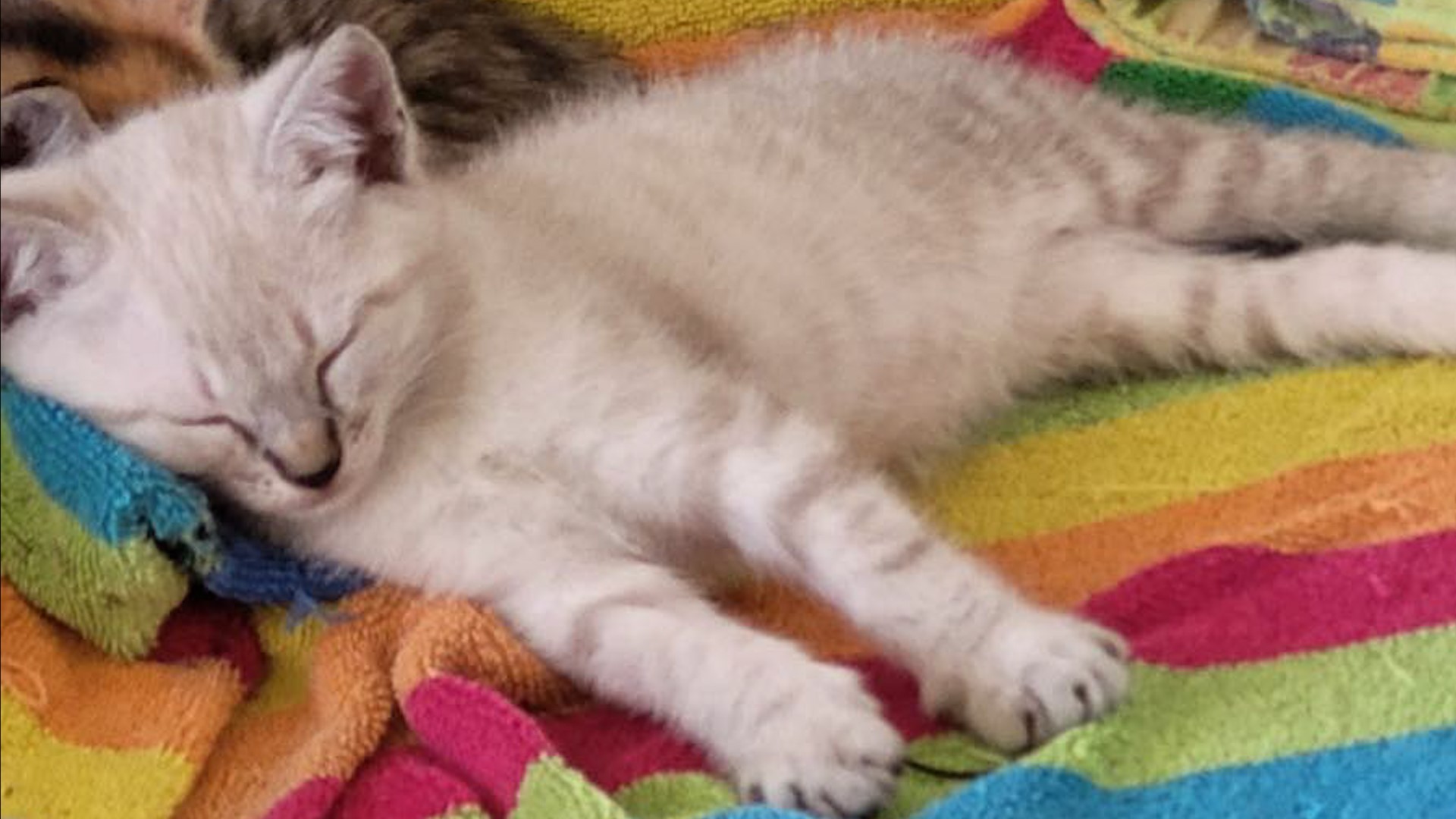 WATCH: Texas Grubhub driver accused of stealing kitten | kens5.com