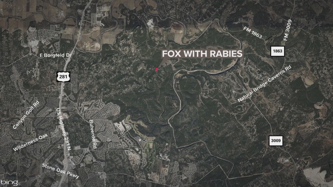 Fox tests positive for rabies in north Bexar County, no humans exposed ...