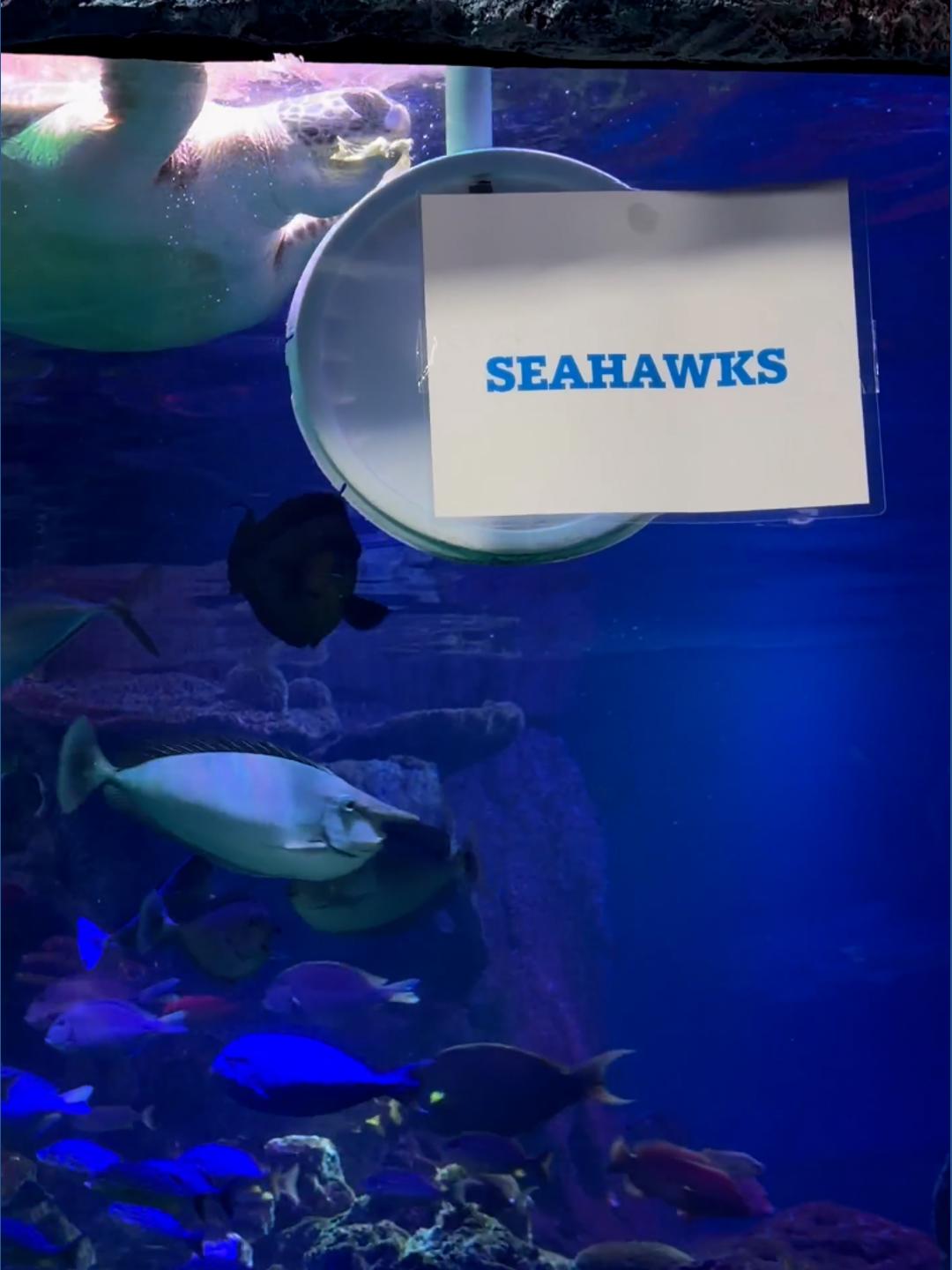 Guacamole the sea turtle at SEA LIFE San Antonio made his Super Bowl ...