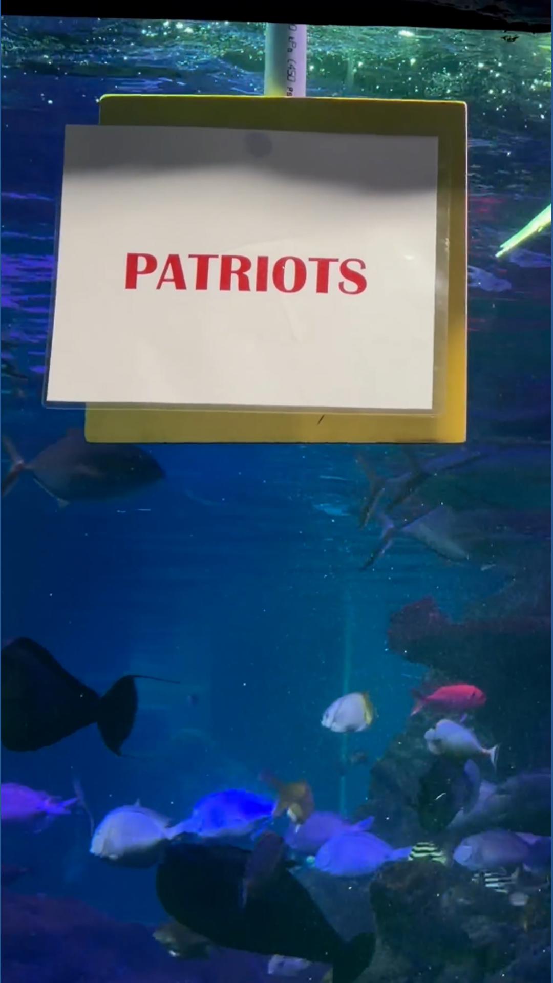 Guacamole the sea turtle at SEA LIFE San Antonio made his Super Bowl ...
