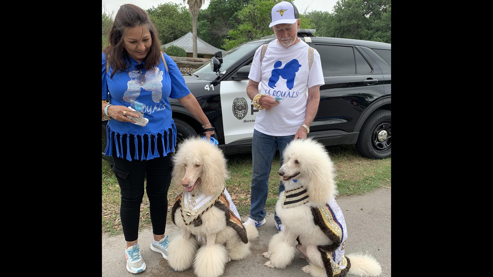 The only parade for our four-legged friends | Fiesta Pooch Parade ...