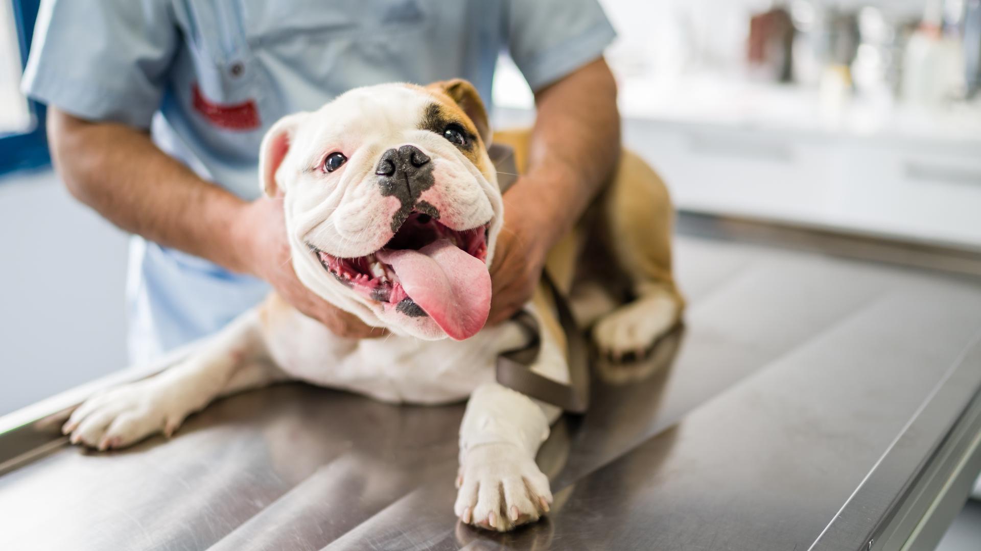 AI aids San Antonio vets in focusing more on furry patients and owners ...