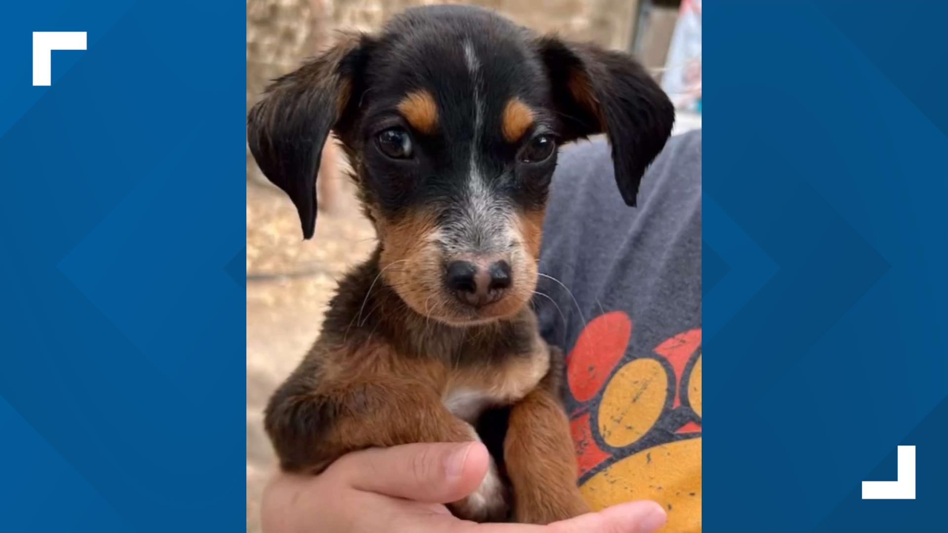 Help Neo, a 2-year-old dog, find his loving forever home | kens5.com