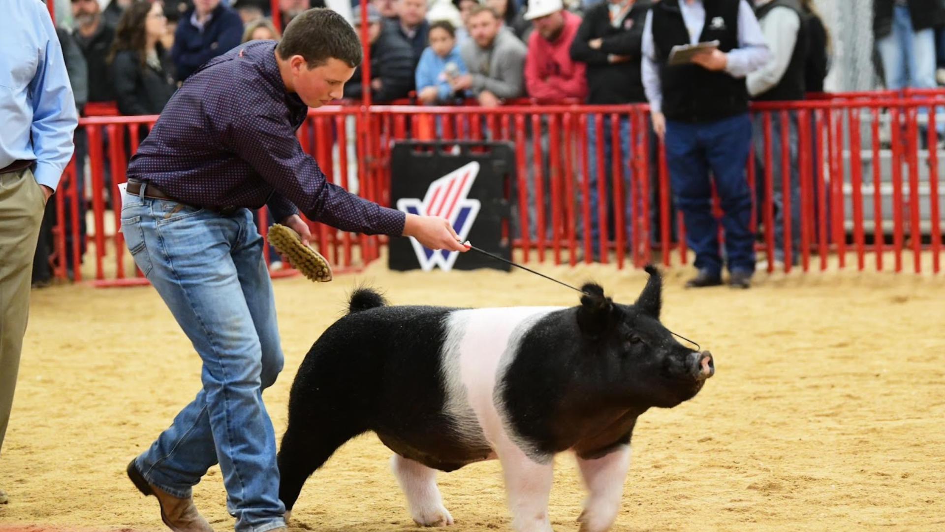 Medina Valley freshman wins Grand Champion San Antonio Livestock Show ...