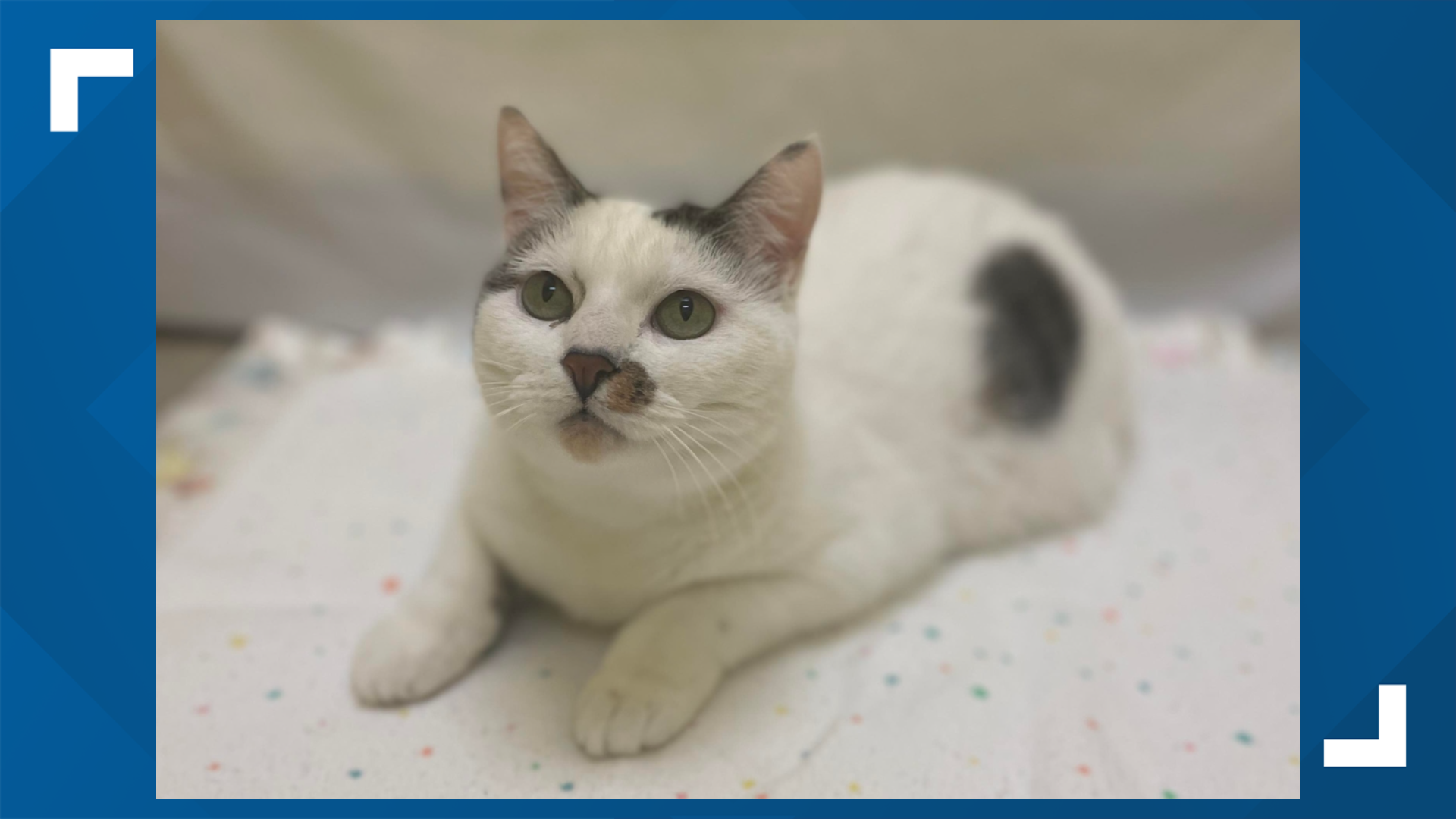 Juno has been at HSNBA a very long time | Forgotten Friends | kens5.com