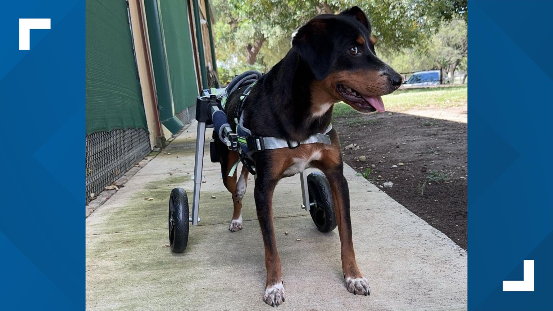 Help Neo, a 2-year-old dog, find his loving forever home | kens5.com