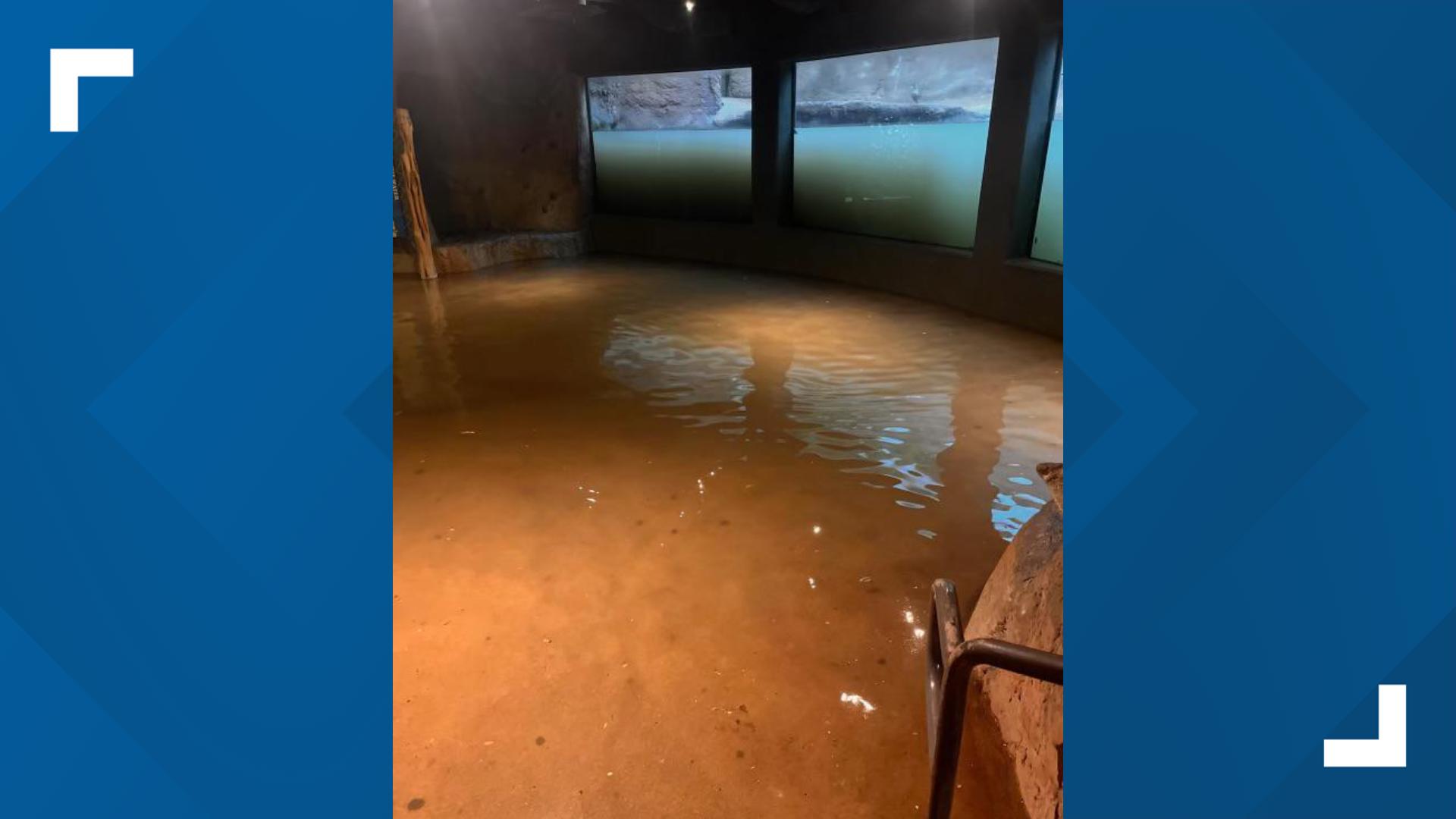Zoo reopens after Tuesday's flooding, needs your help | kens5.com