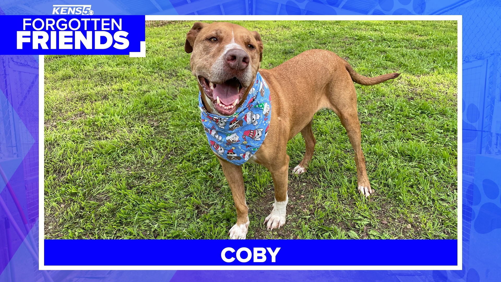 Coby is a 5-year-old terrier mix afraid of fireworks | kens5.com