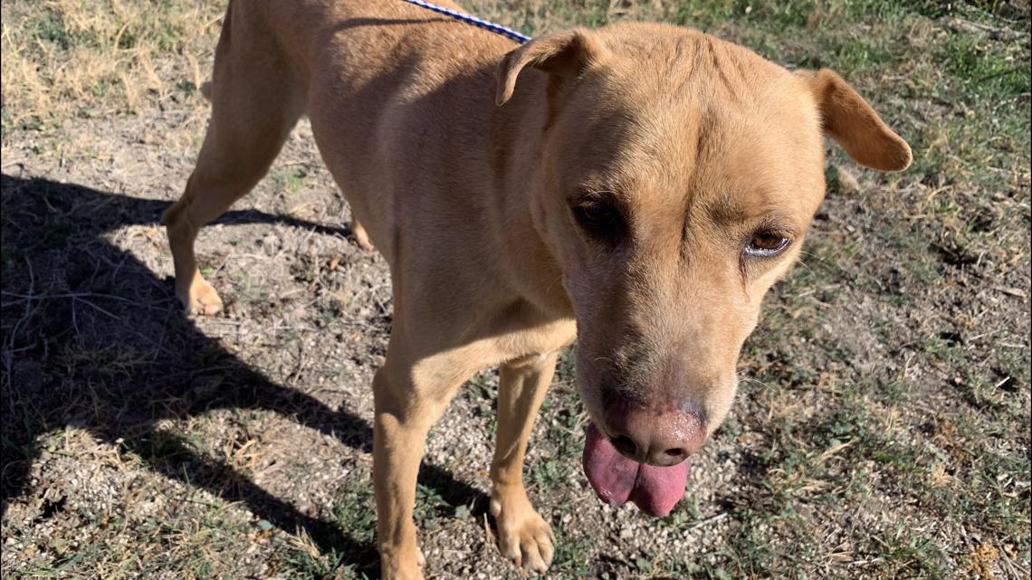 Arcanine is a 10-year-old blonde lab mix | Forgotten Friends | kens5.com