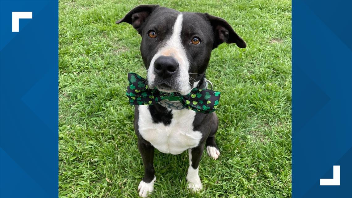 Munch has been at shelter more than 800 days | kens5.com