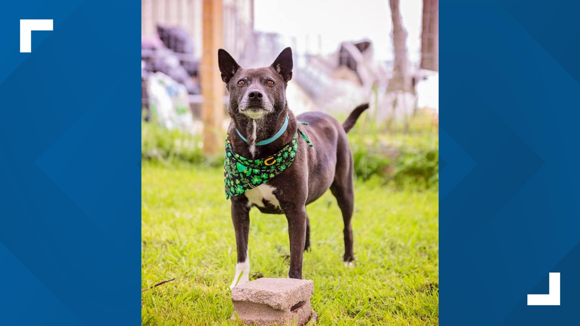 Chow and terrier mix named Jersey has lived at shelter for 10 years ...