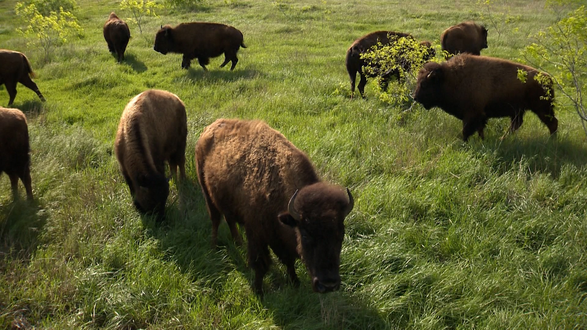 'Feel the energy, feel the healing': Woman returns buffalo to native ...