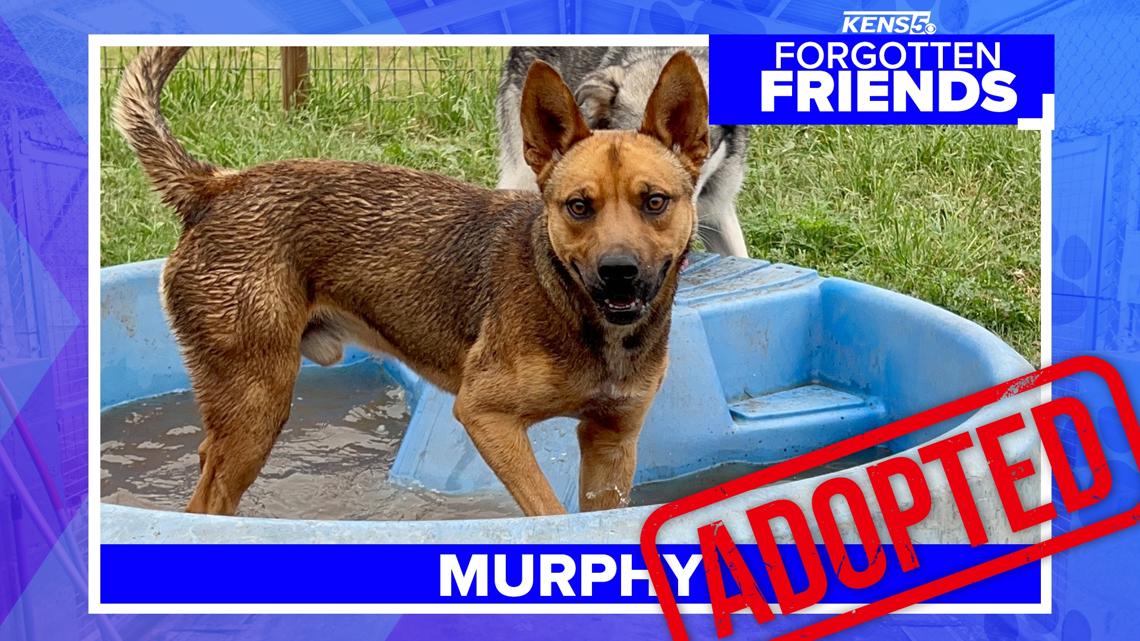 Friendly dog named Murphy adopted! | Forgotten Friends | kens5.com