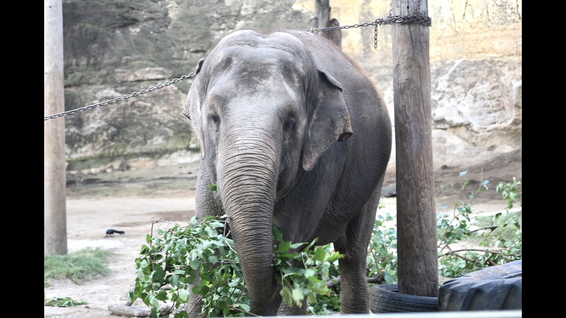 Asian elephant at San Antonio Zoo moving to sactuary | kens5.com