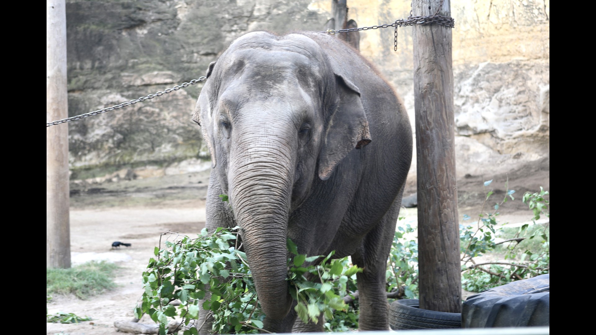 Asian elephant at San Antonio Zoo moving to sactuary | kens5.com