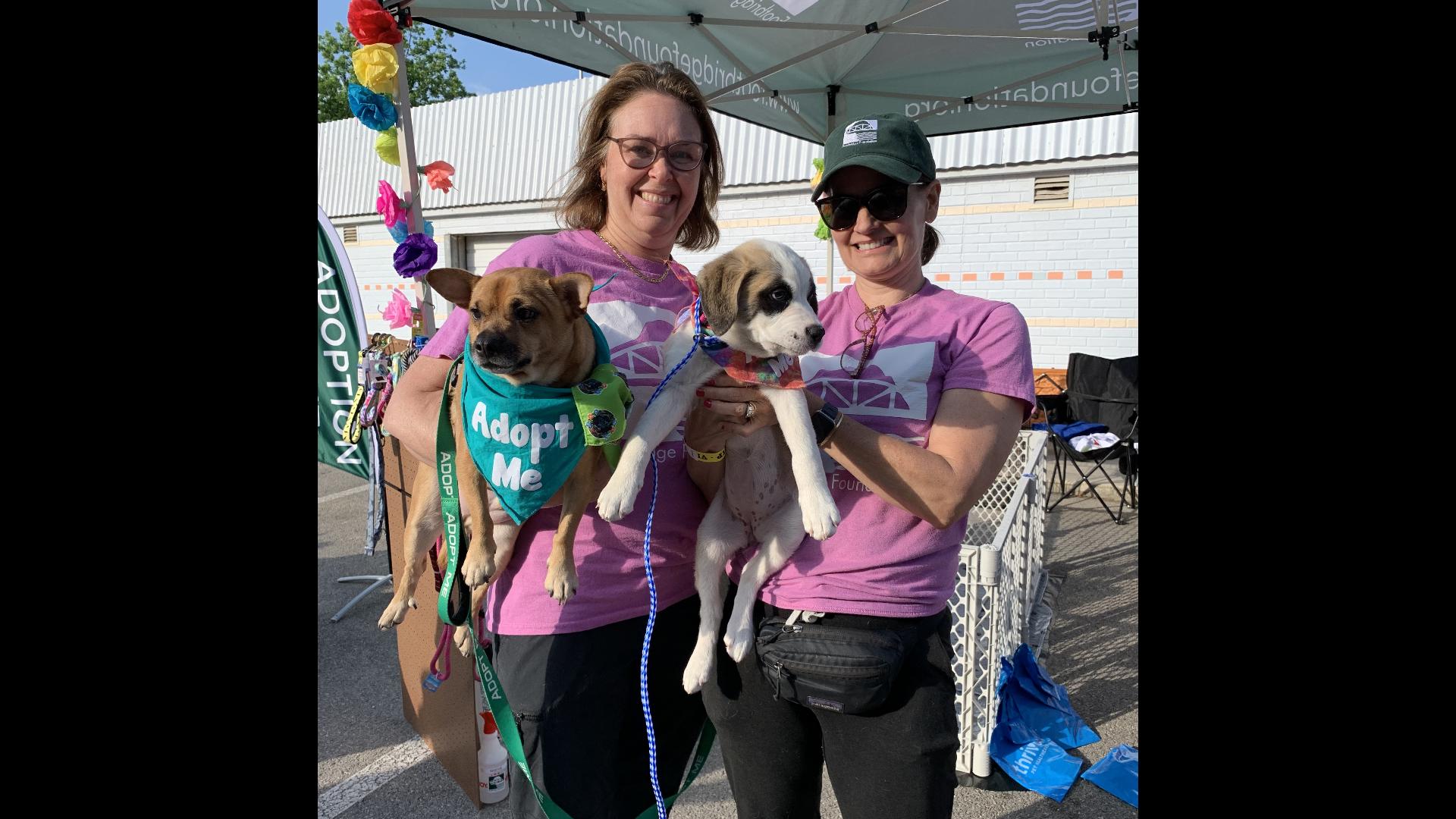 Join the 2025 Fiesta Pooch Parade in San Antonio | kens5.com