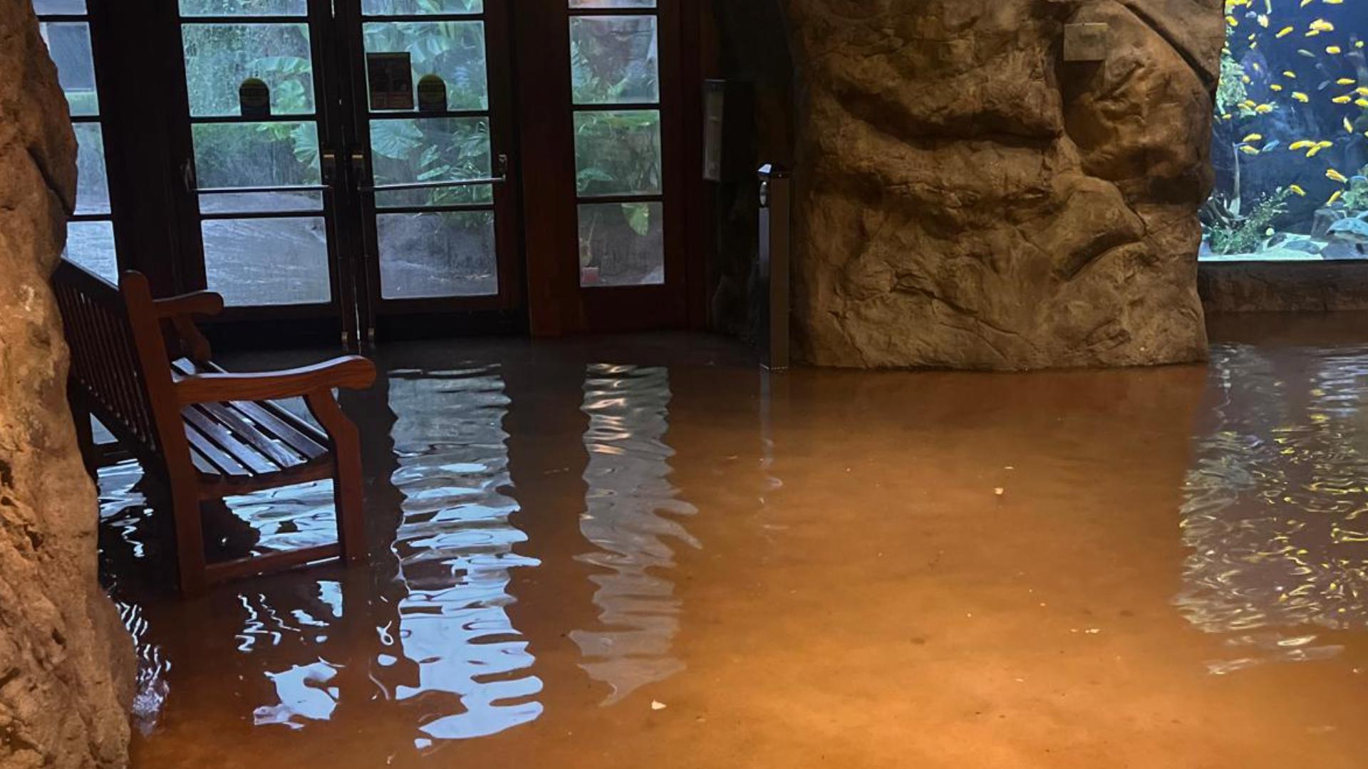 Zoo reopens after Tuesday's flooding, needs your help | kens5.com