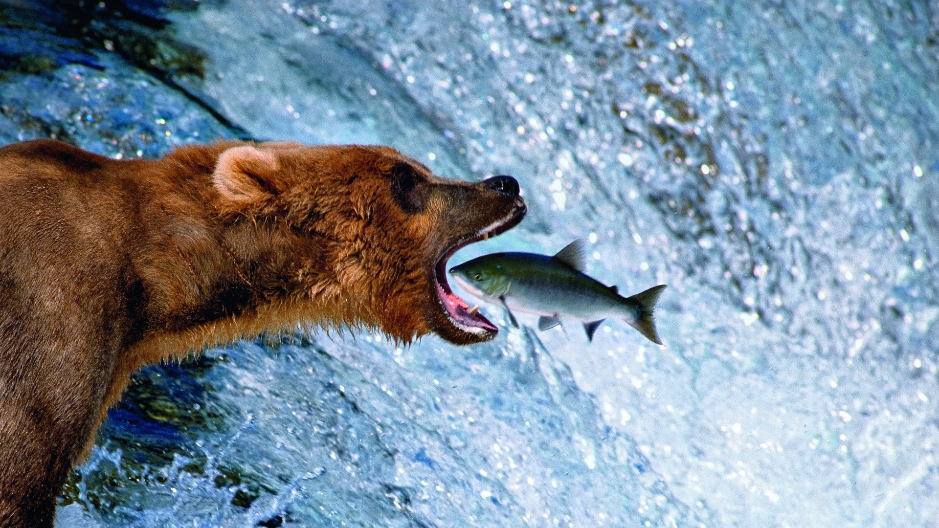 Stunning wildlife photos on display at the Briscoe Western Art Museum ...