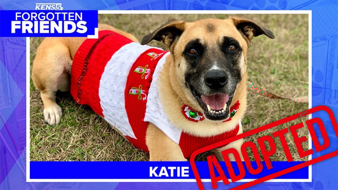 Katie has never had her very own human to love | Forgotten Friend ...