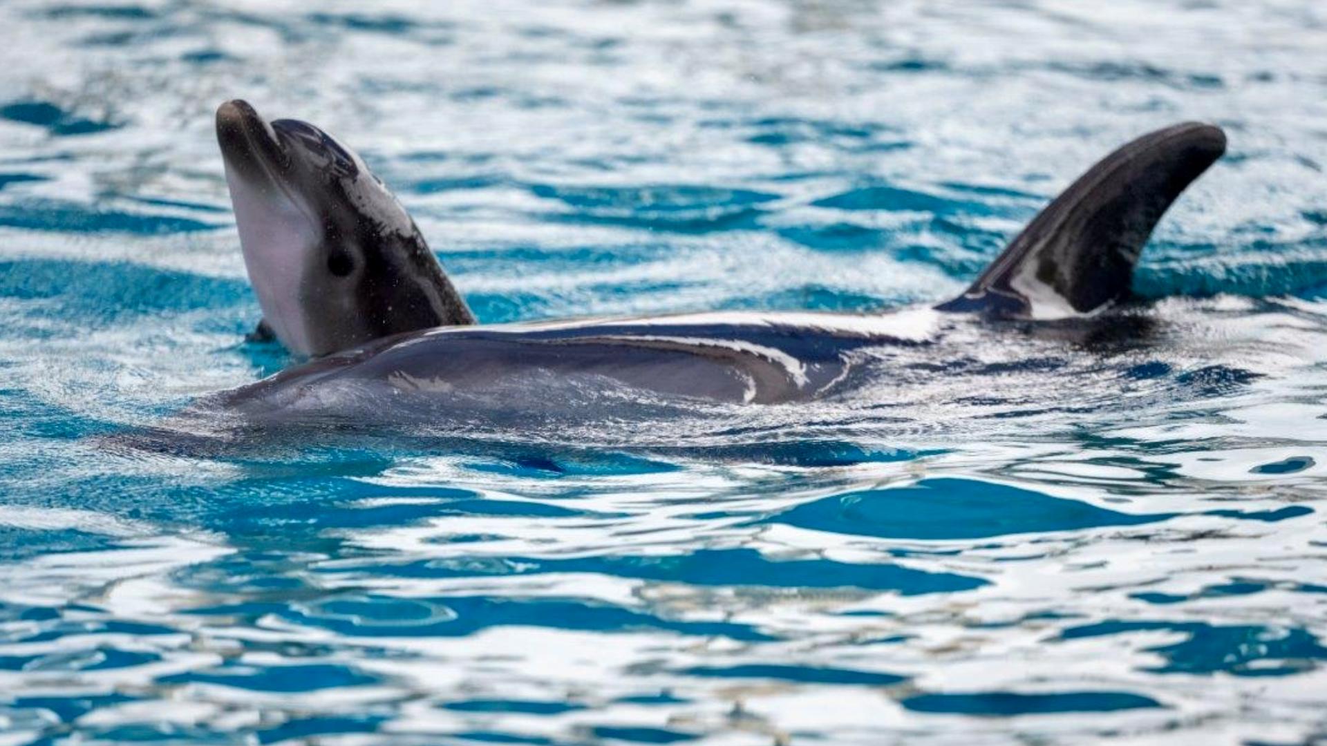Baby dolphin born at SeaWorld San Antonio to first-time mom | kens5.com
