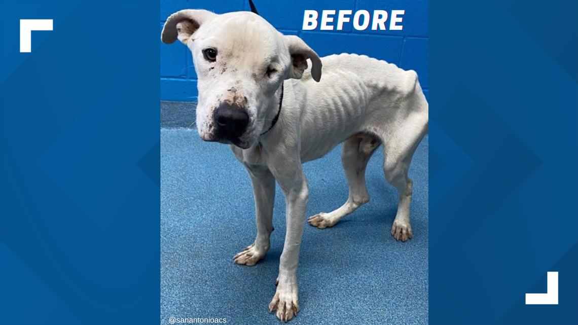 Dog found paper-thin flourishes in new loving home | kens5.com