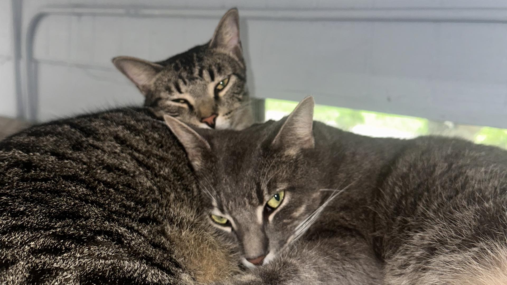 Bonded pair of felines love to hang out together | kens5.com