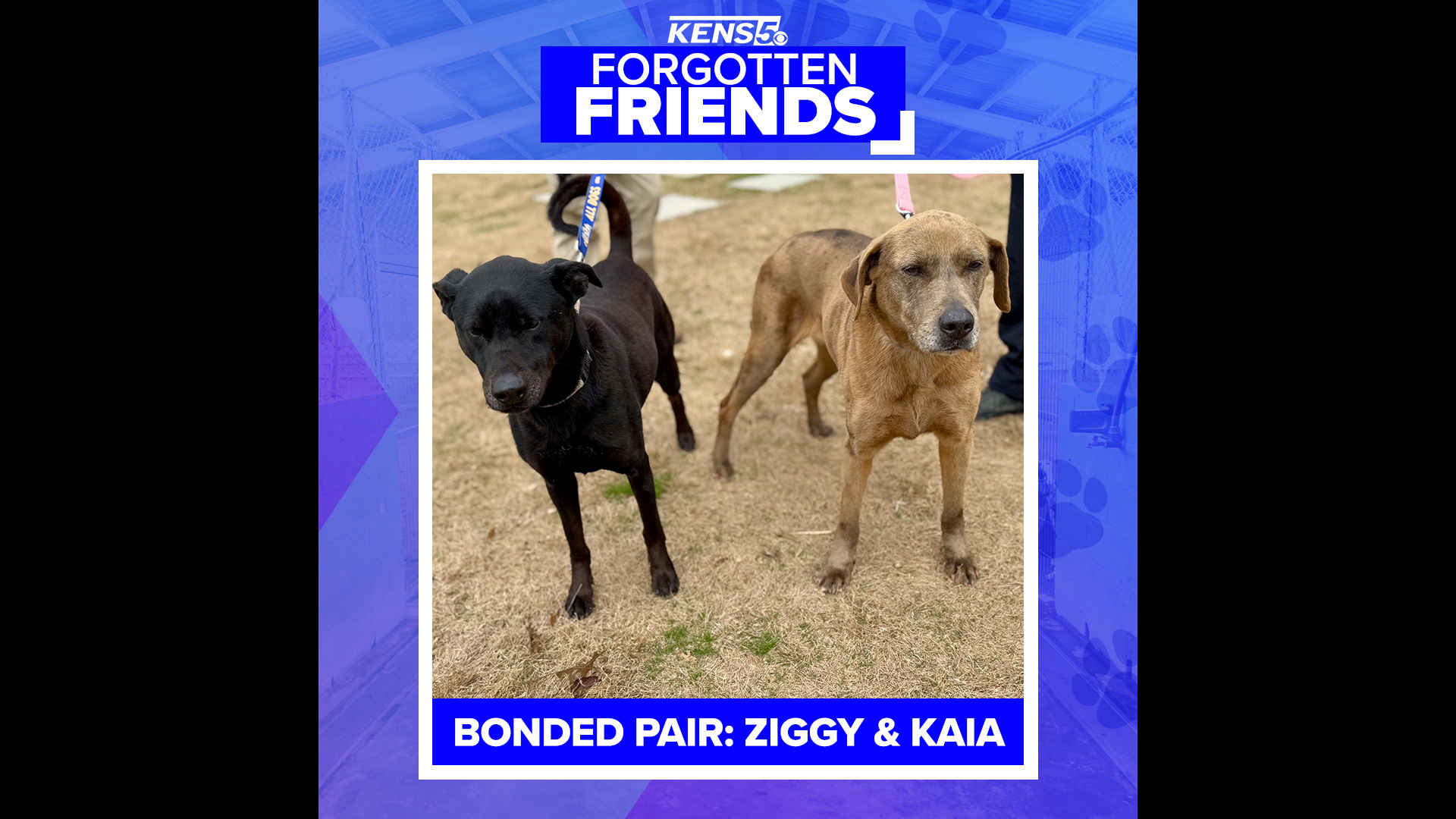 Bonded pair of dogs looking for loving home | Forgotten Friends | kens5.com