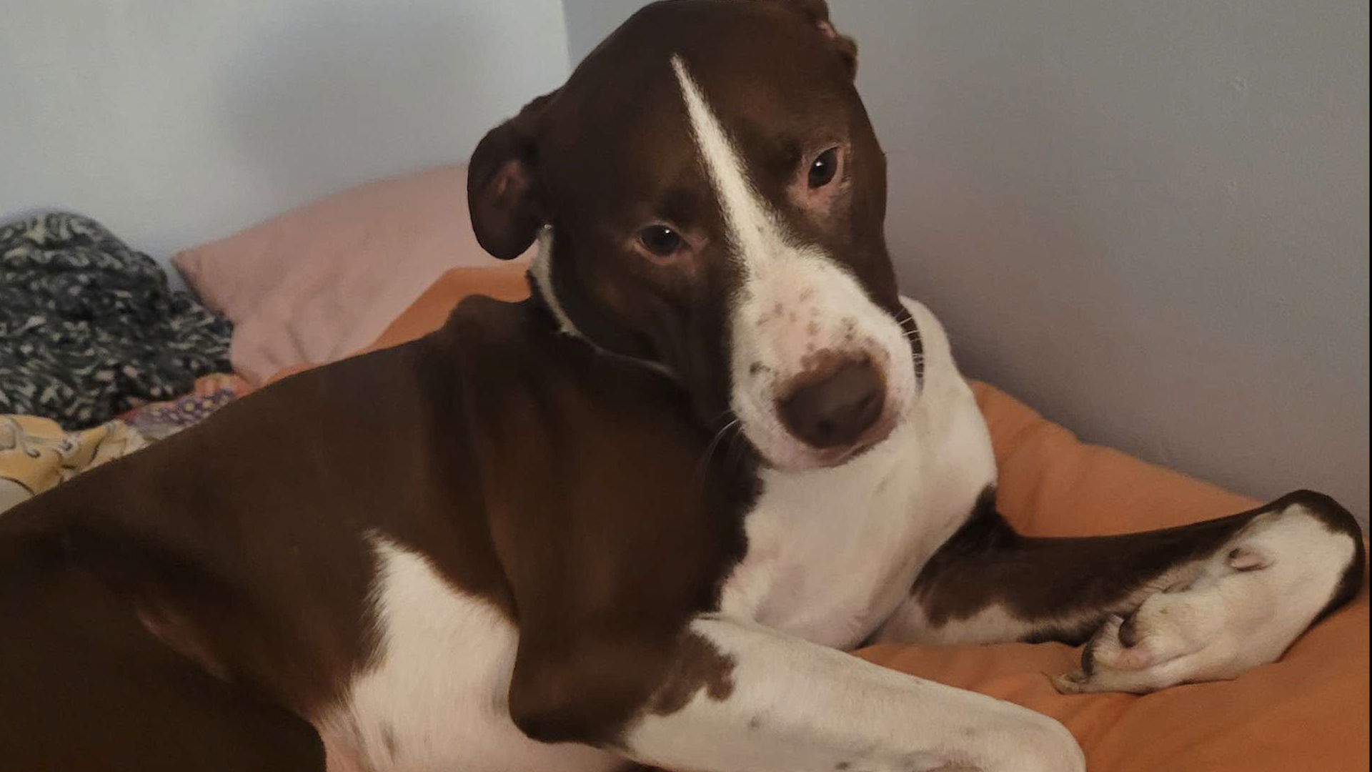 'The dogs were everything' | Family loses four dogs in house fire days ...