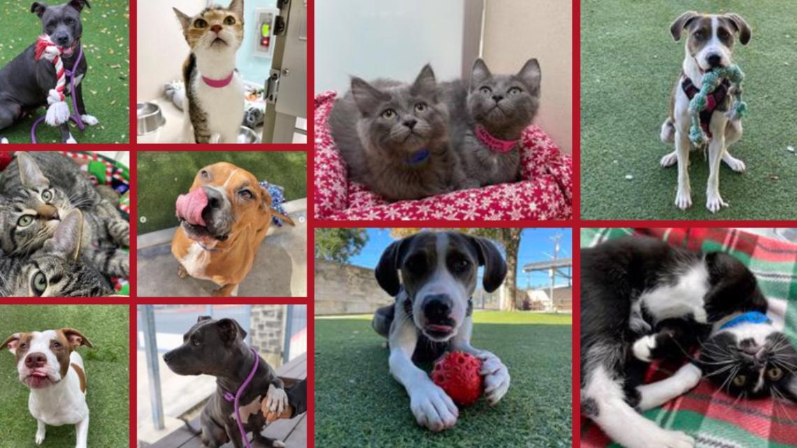 Adopt an adult dog or cat during 'Empty the Shelters' for $25 | kens5.com