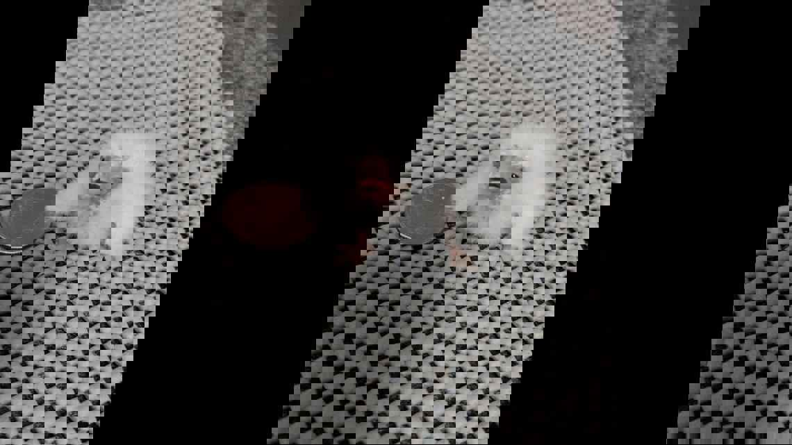 San Antonio Zoo welcomes record-breaking pygmy falcon chick | kens5.com