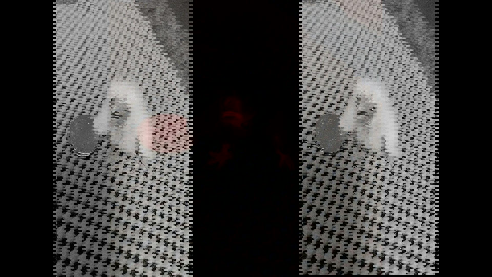 San Antonio Zoo welcomes record-breaking pygmy falcon chick | kens5.com