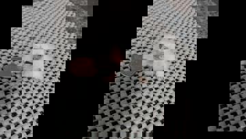 San Antonio Zoo welcomes record-breaking pygmy falcon chick | kens5.com