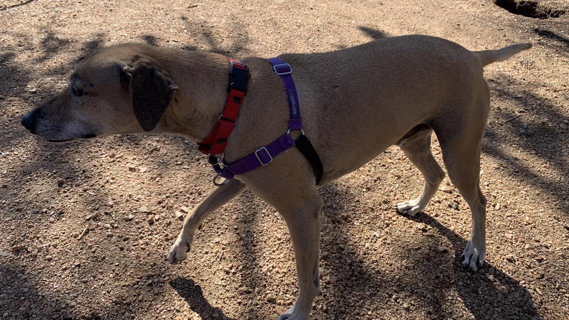 Smart 6-year-old dog named Brody needs loving home | kens5.com