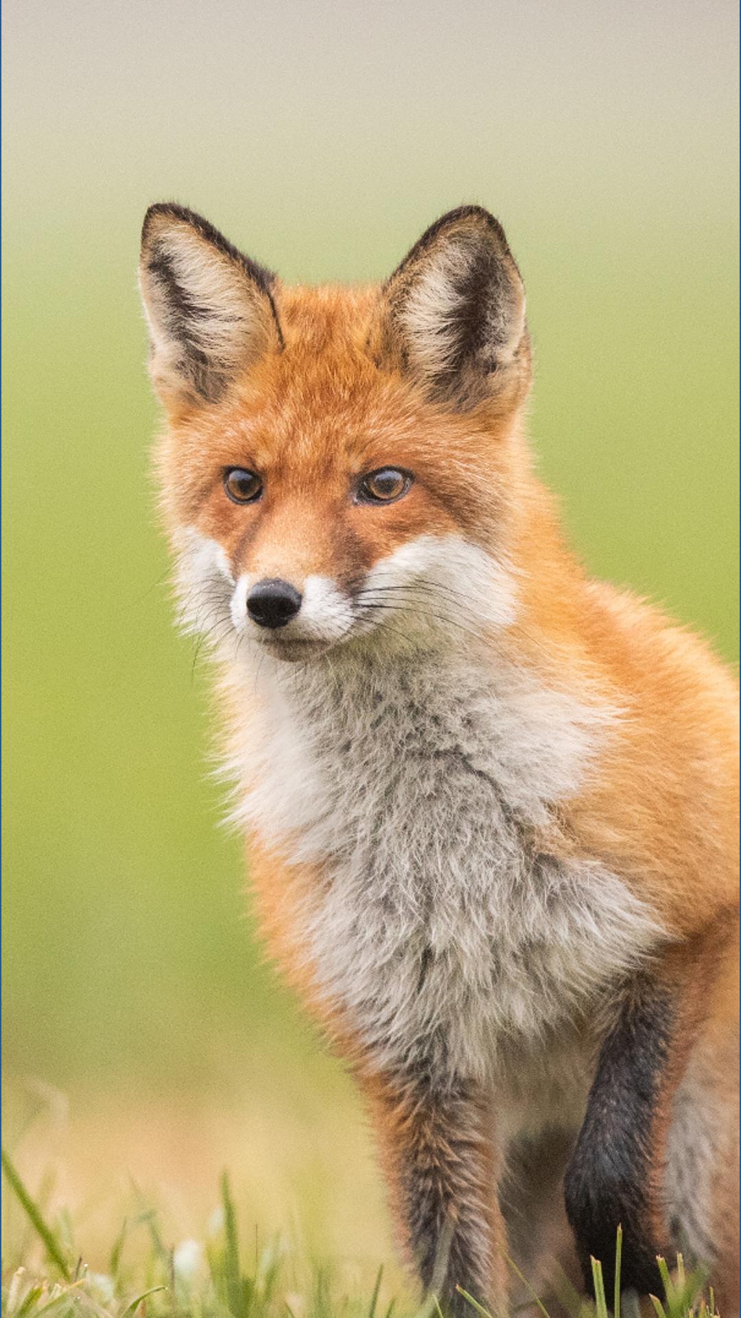 Rabies-positive fox found in north Bexar County | kens5.com