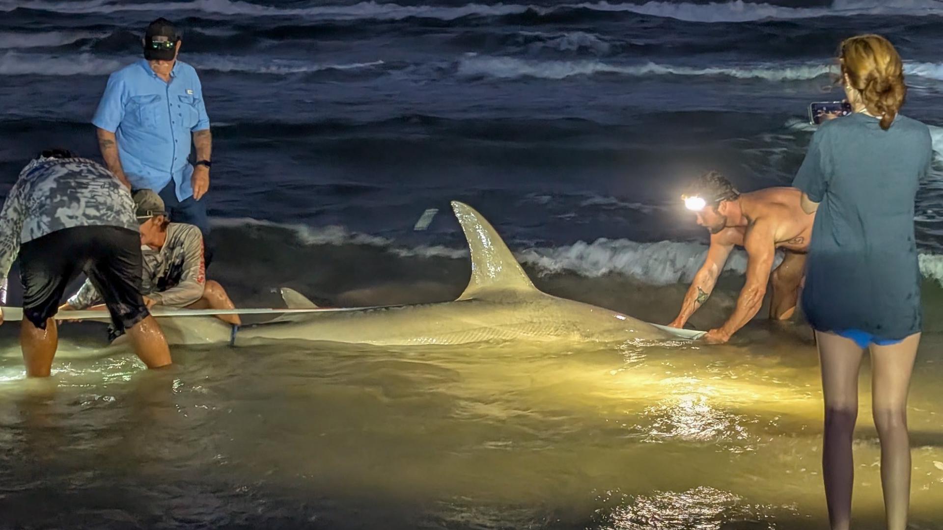 Massive hammerhead caught off Corpus Christi coast | kens5.com