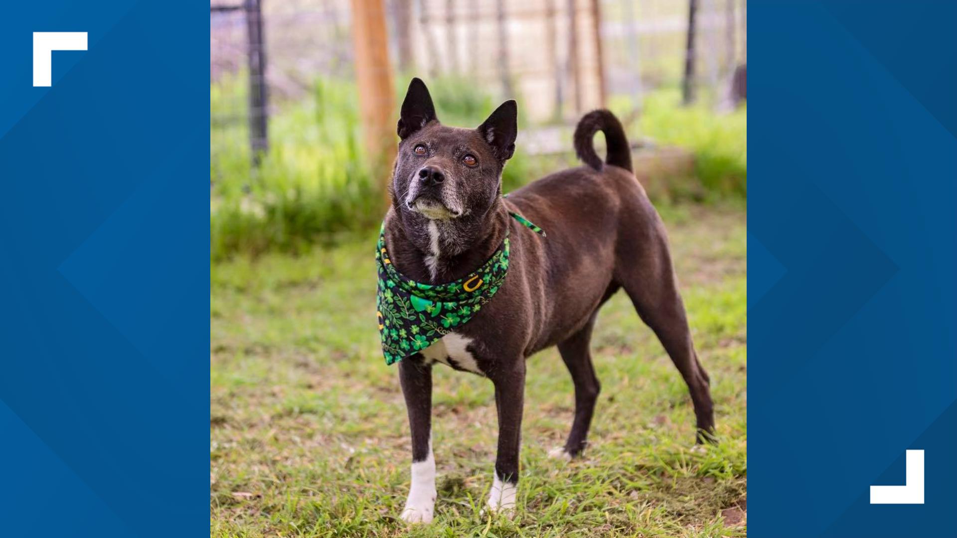 Chow and terrier mix named Jersey has lived at shelter for 10 years ...