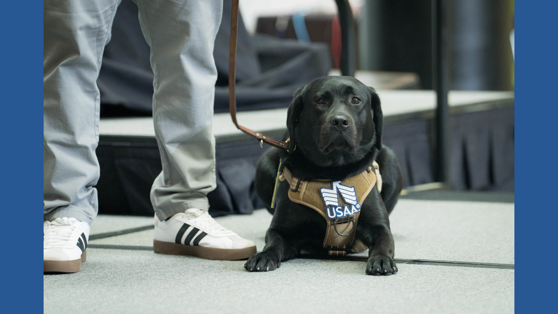 USAA names therapy dog Smoky its first Chief Pawsitivity Officer ...