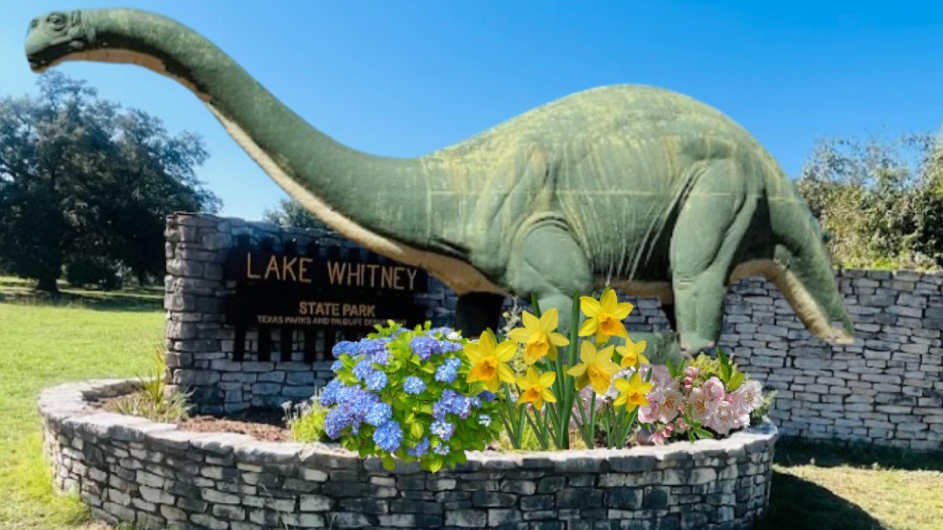 Bronto the dinosaur delighting Texas parks with surprise visits | kens5.com