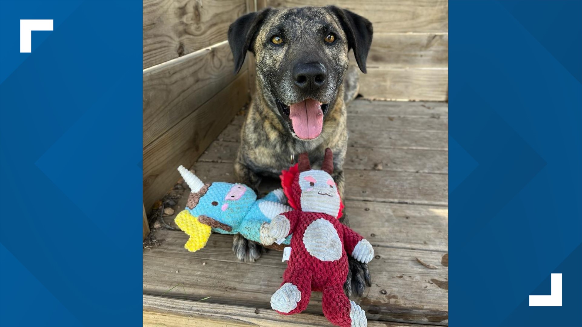 Smart 6-year-old dog named Brody needs loving home | kens5.com