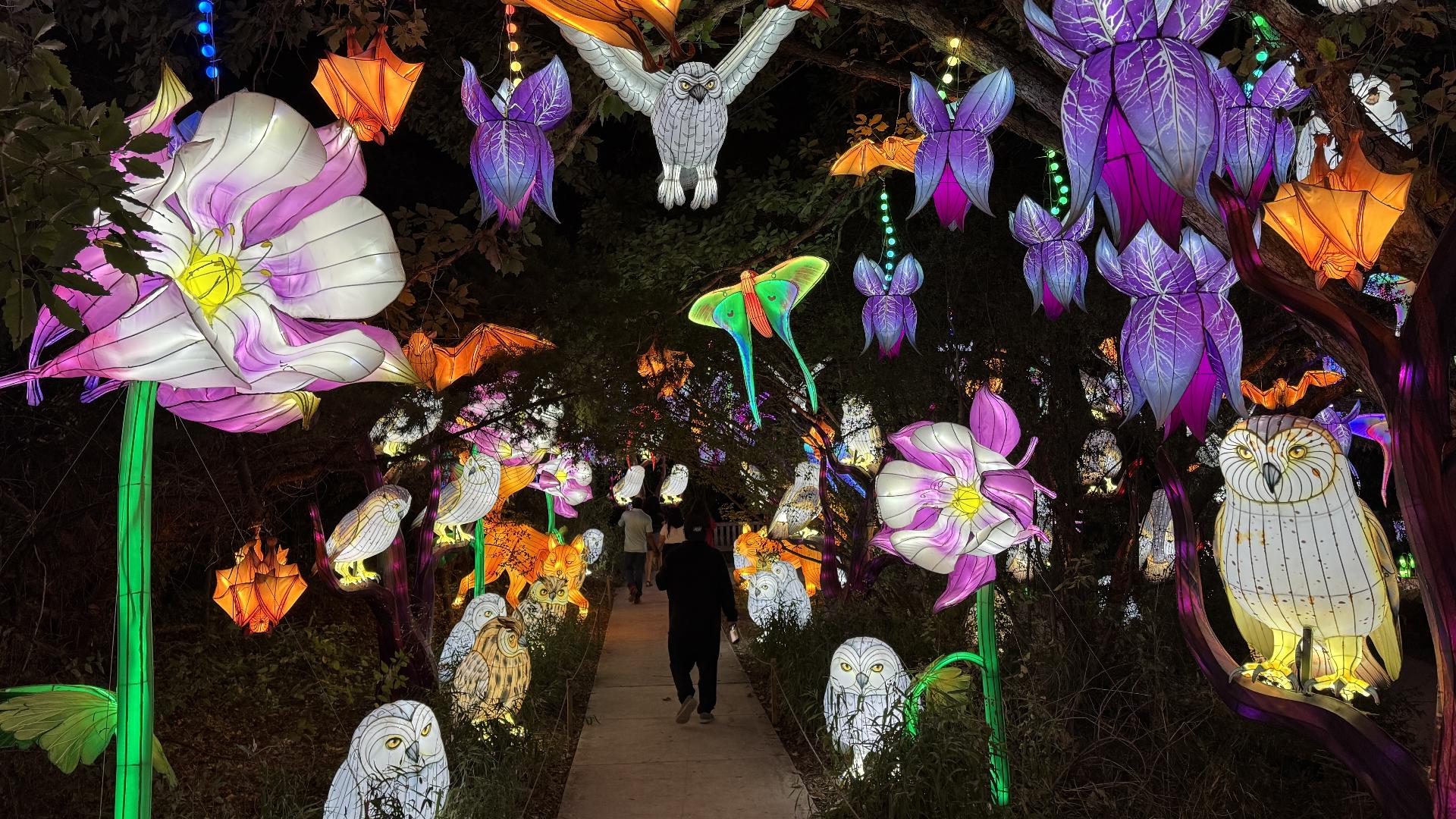 Illuminate returns with new glow as San Antonio Botanical Garden teases ...