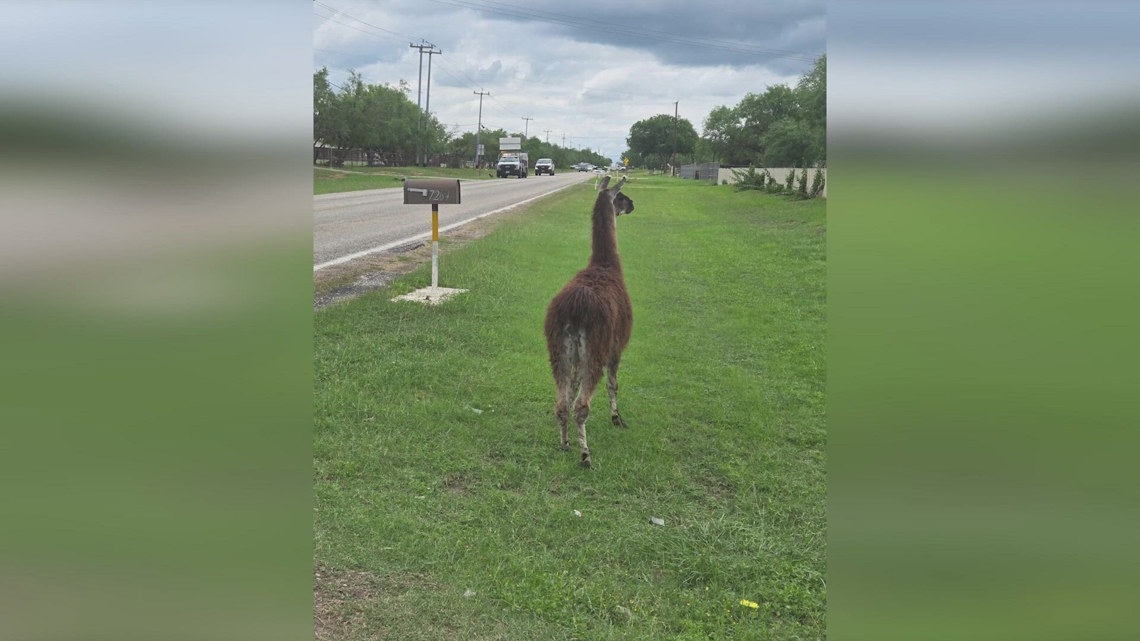 Llama, named 'Captain,' safely captured after roaming Elmendorf streets ...