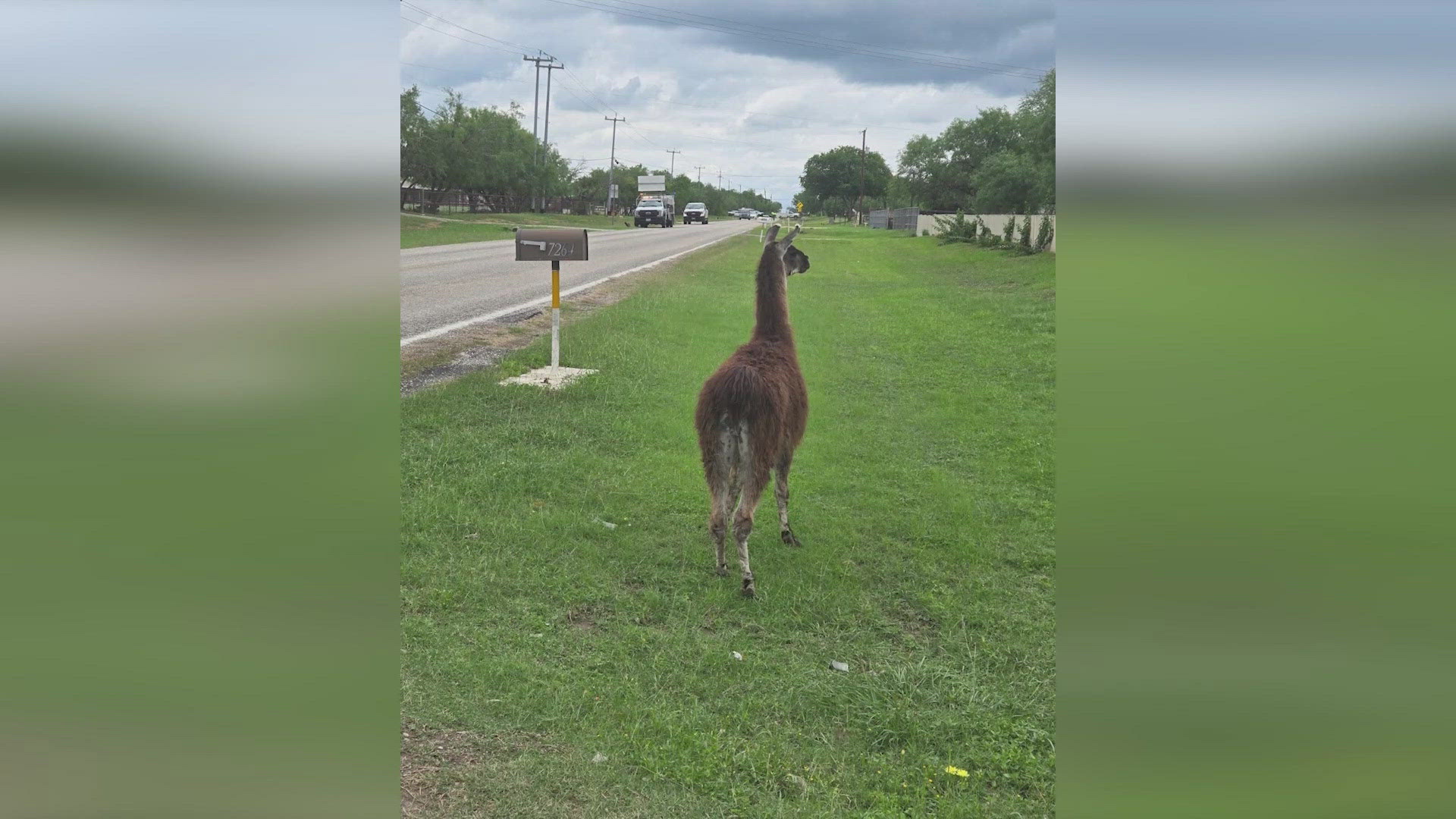 Llama, named 'Captain,' safely captured after roaming Elmendorf streets ...
