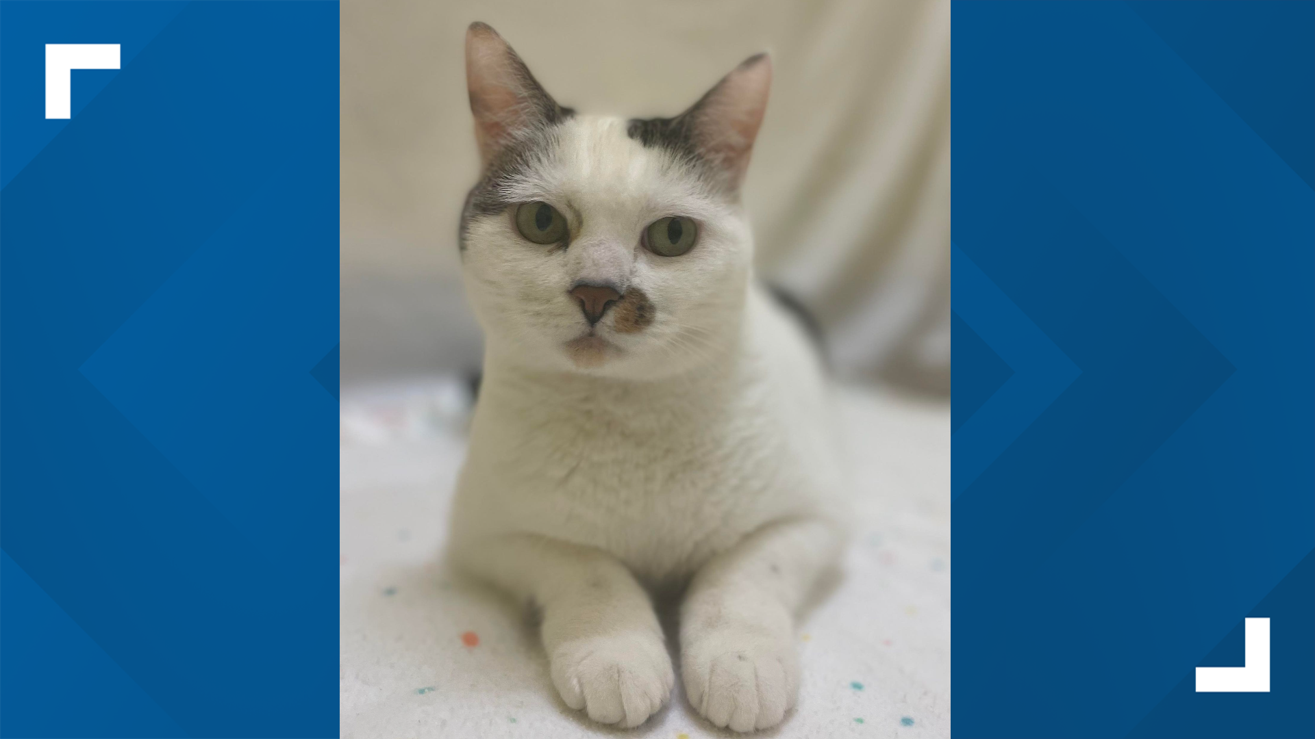 Juno has been at HSNBA a very long time | Forgotten Friends | kens5.com