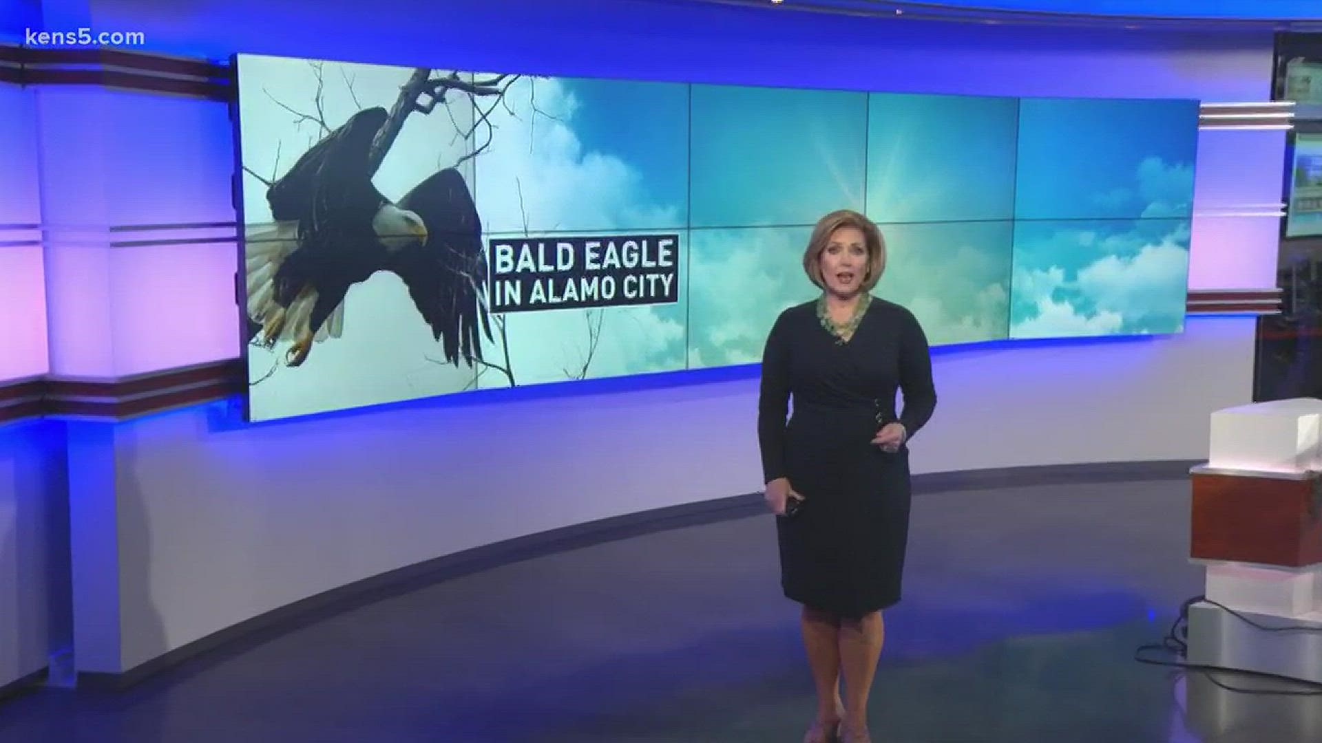 Bald Eagle flying in south San Antonio | kens5.com