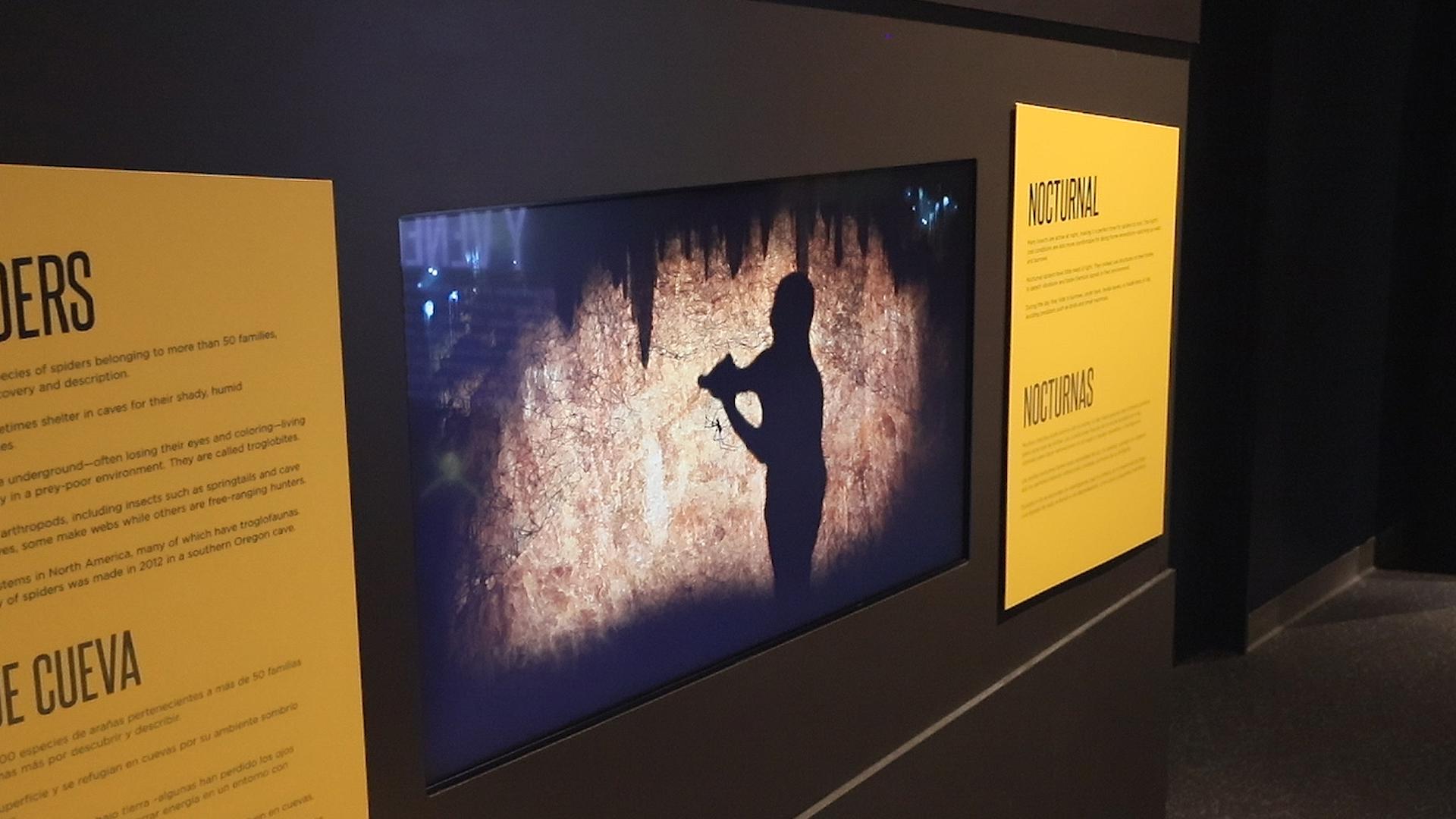 New spider exhibit debuts at Witte Museum | kens5.com