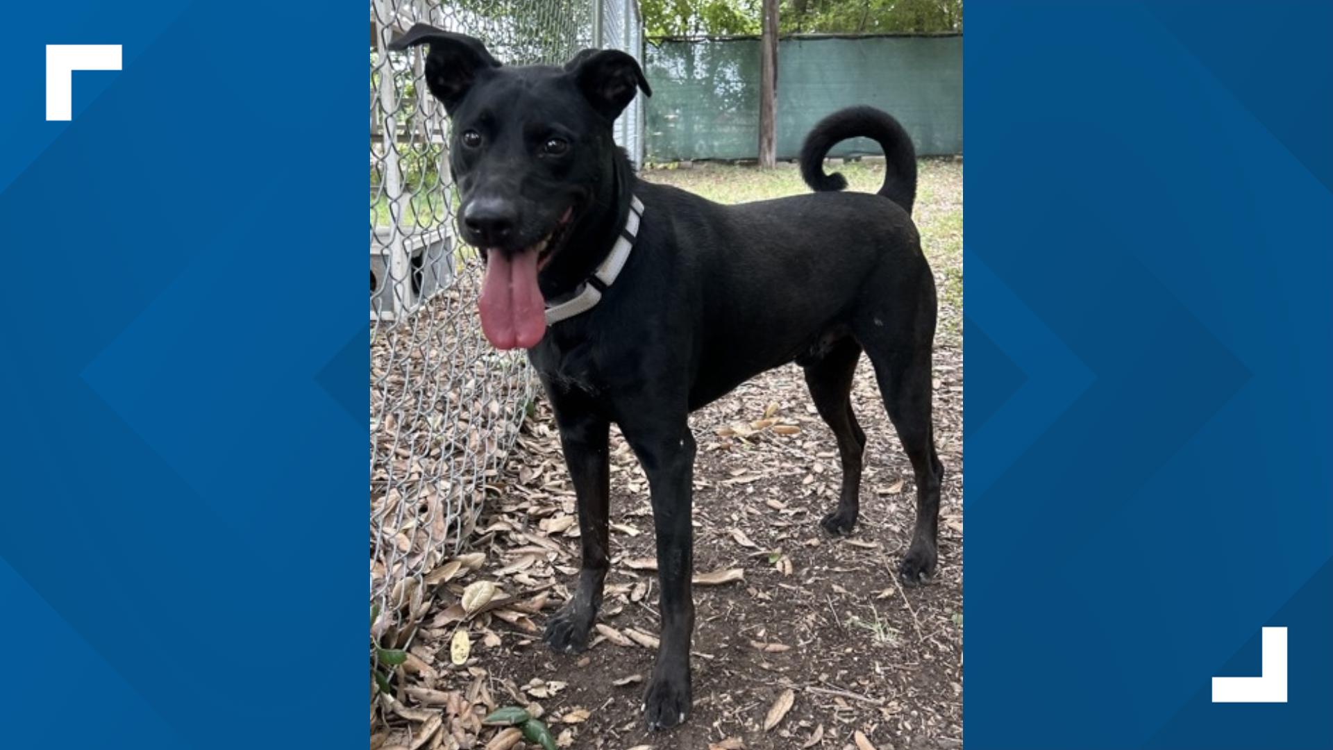 Bonded pair of dogs looking for loving home | Forgotten Friends | kens5.com