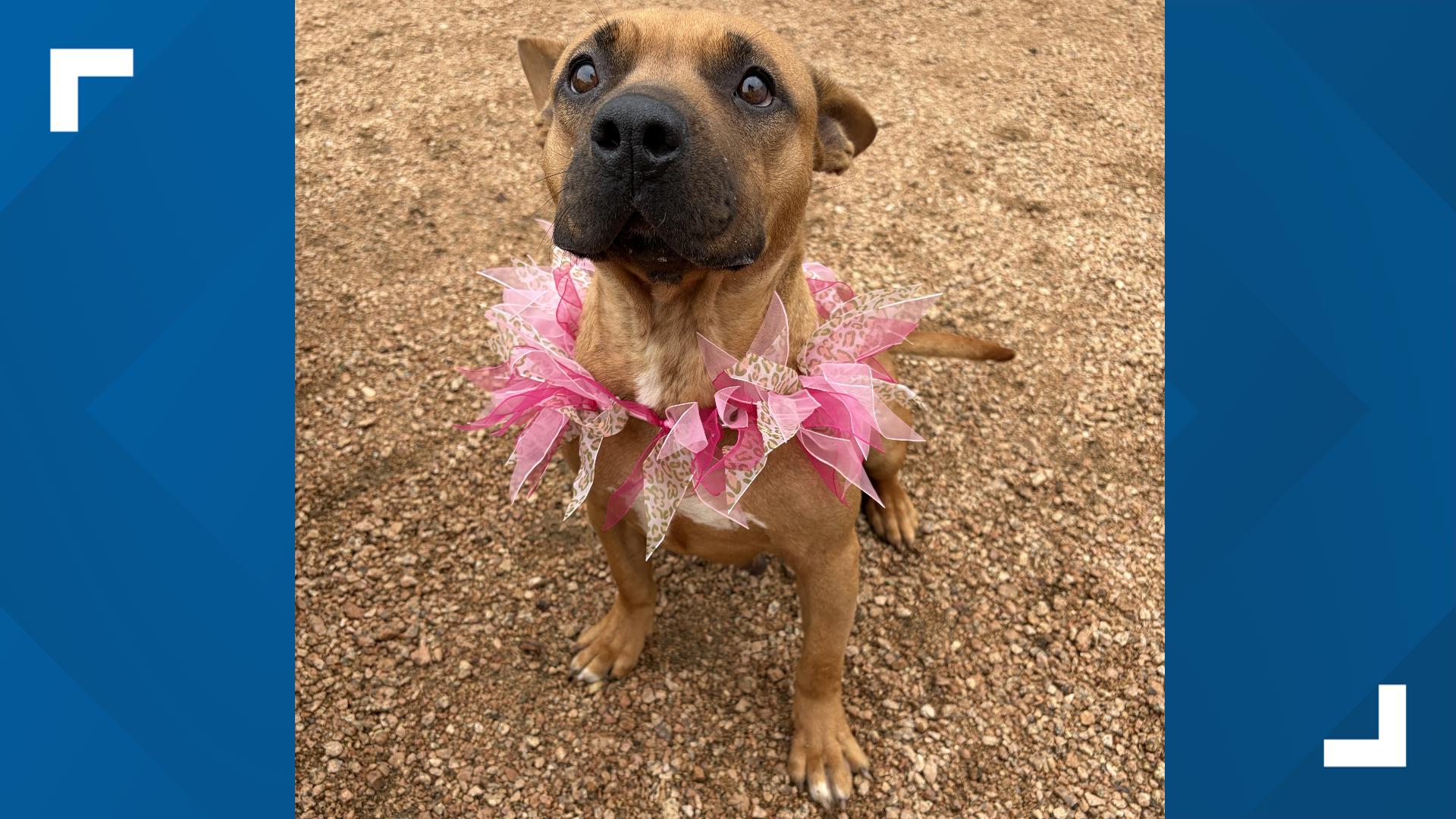 Petunia is ready for a fresh start after saving her puppies | Forgotten ...