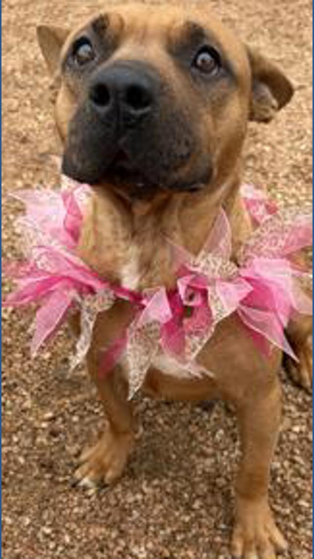 Petunia is ready for a fresh start after saving her puppies | Forgotten ...