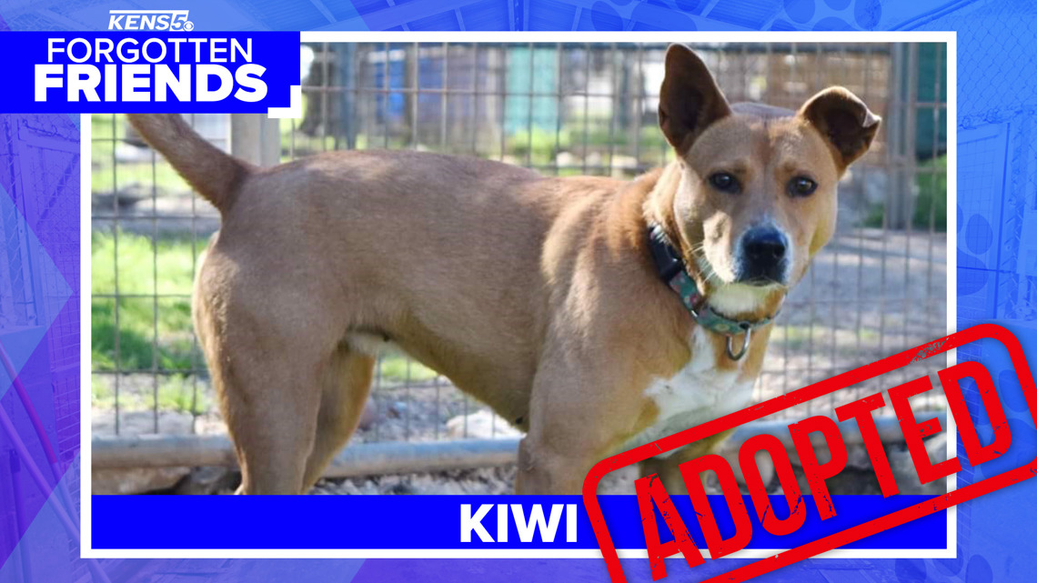 Kiwi adopted after over 1,000 days at shelter | kens5.com